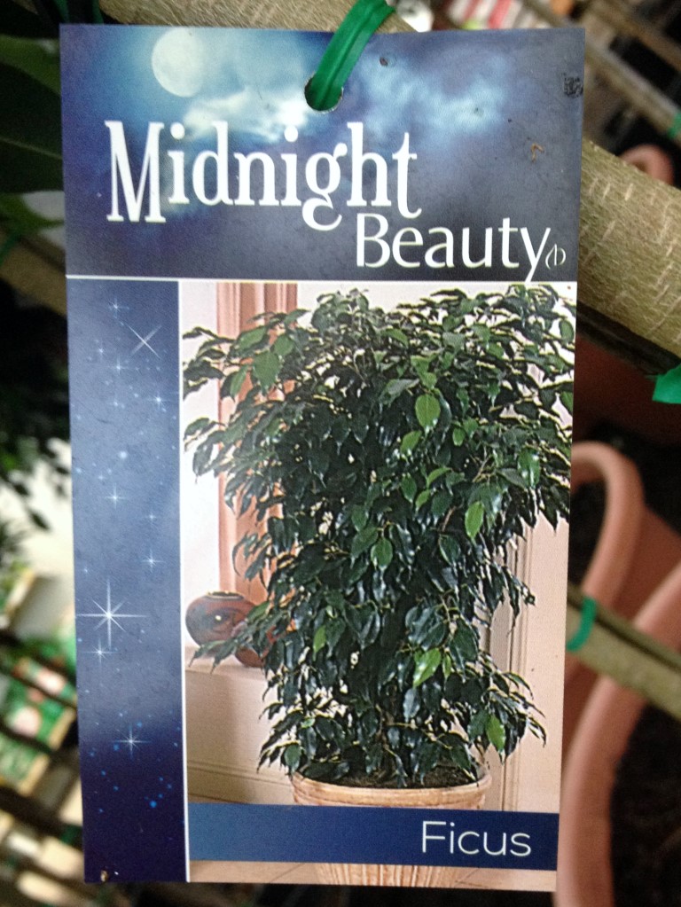 Ficus benjamina Midnight Beauty | Wholesale Nursery - Nurseries in ...