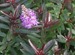 Hebe hybrida Waikiki | Wholesale Nursery - Nurseries in Melbourne ...