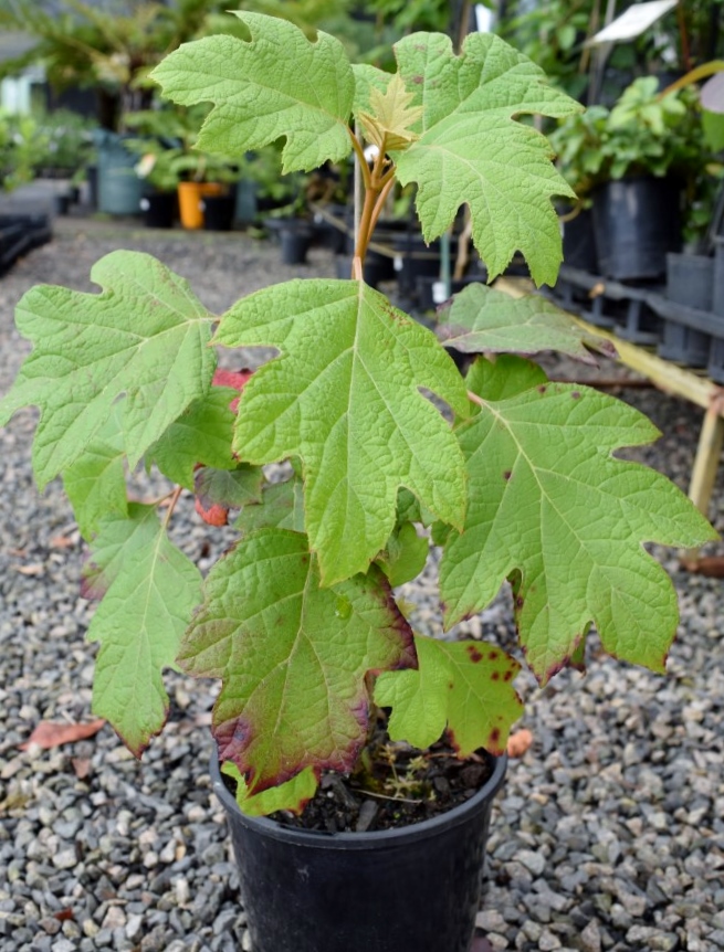 Hydrangea quercifolia Pee Wee | Wholesale Nursery - Nurseries in ...
