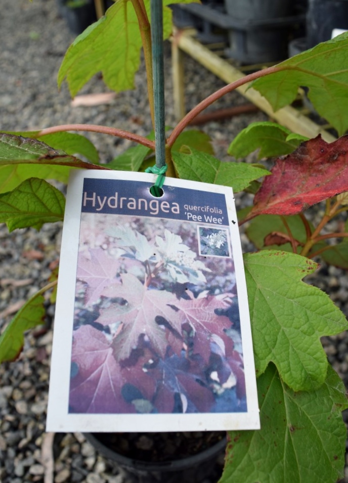 Hydrangea quercifolia Pee Wee | Wholesale Nursery - Nurseries in ...
