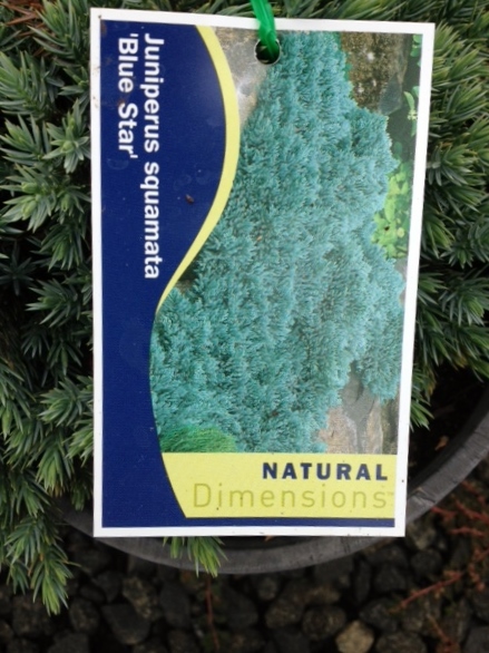 Juniperus squamata Blue Star | Wholesale Nursery - Nurseries in ...