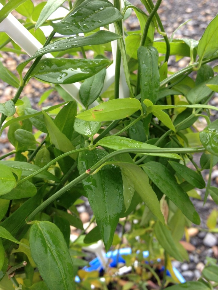 Jasminum stephanense | Wholesale Nursery - Nurseries in Melbourne ...