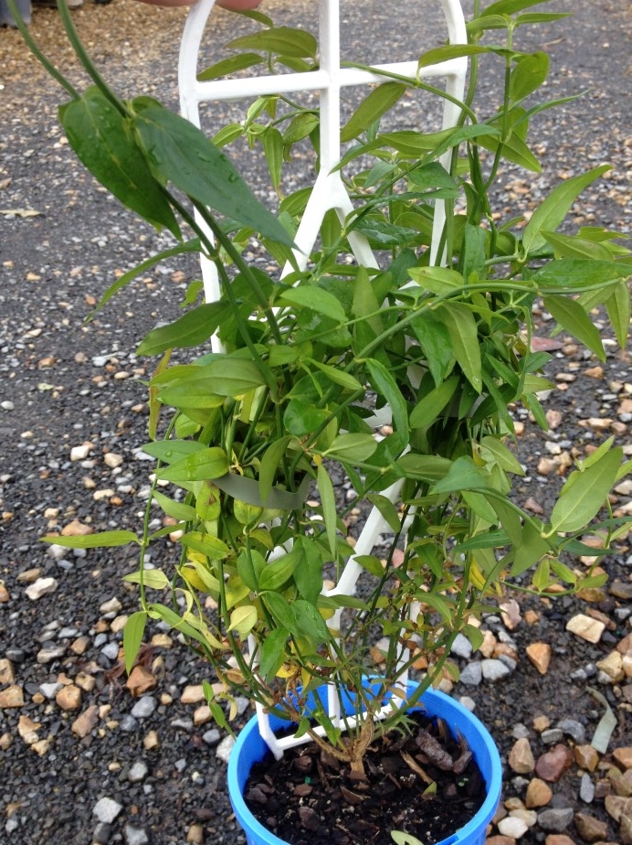 Jasminum stephanense | Wholesale Nursery - Nurseries in Melbourne ...