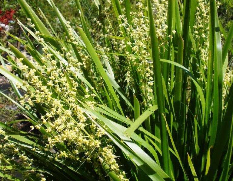 Lomandra hystrix Tropic Belle | Wholesale Nursery - Nurseries in ...