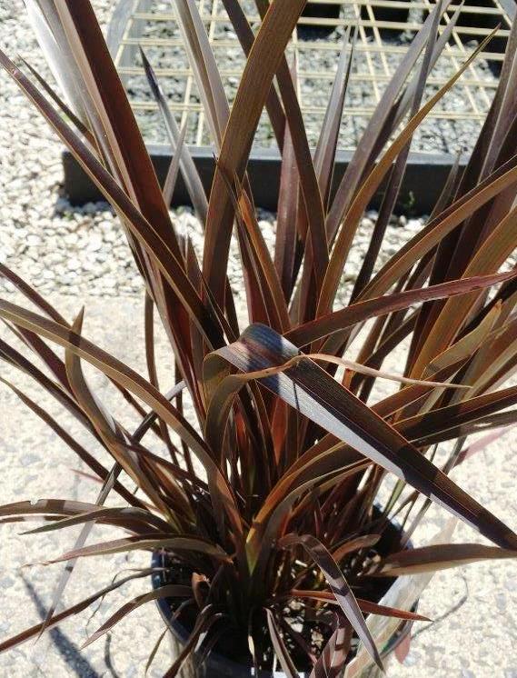 Phormium cookianum Storm Edition | Wholesale Nursery - Nurseries in ...