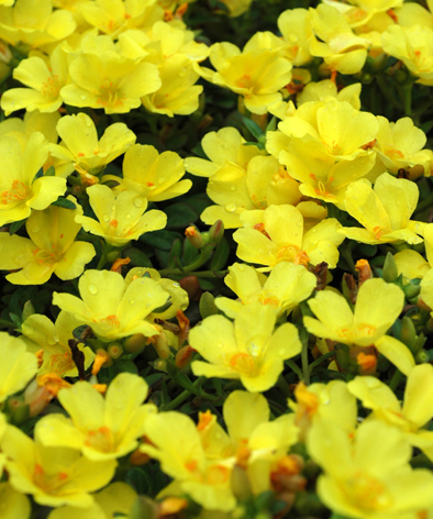Portulaca hybrida Hot Spots Yellow | Wholesale Nursery - Nurseries in ...