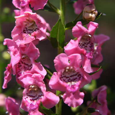 Angelonia angustifolia Angelface Pink | Wholesale Nursery - Nurseries ...