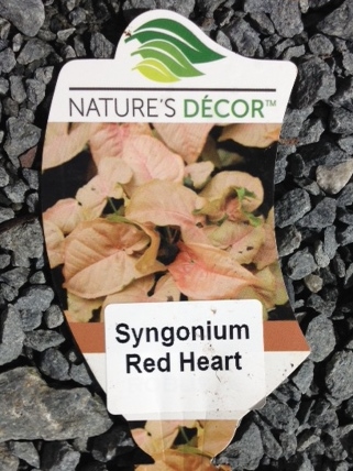 Syngonium podophyllum Red Heart | Wholesale Nursery - Nurseries in ...