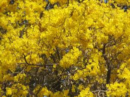 Tabebuia argentea | Wholesale Nursery - Nurseries in Melbourne ...