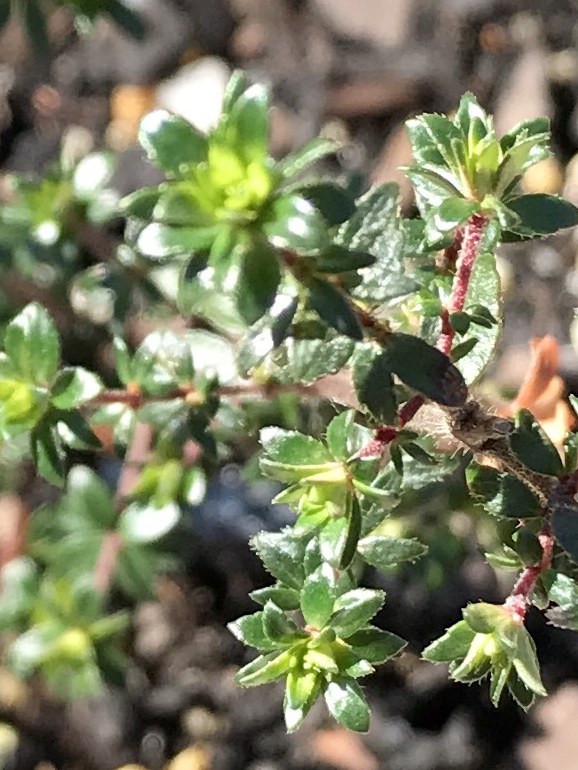 Bauera rubioides Prostrata Pink | Wholesale Nursery - Nurseries in ...