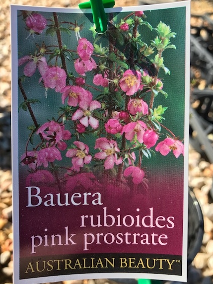 Bauera rubioides Prostrata Pink | Wholesale Nursery - Nurseries in ...