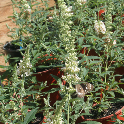 Buddleja davidii Buzz Ivory | Wholesale Nursery - Nurseries in ...