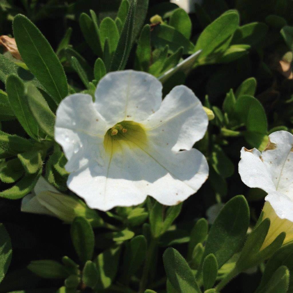 Calibrachoa hybrida Cabaret White | Wholesale Nursery - Nurseries in ...