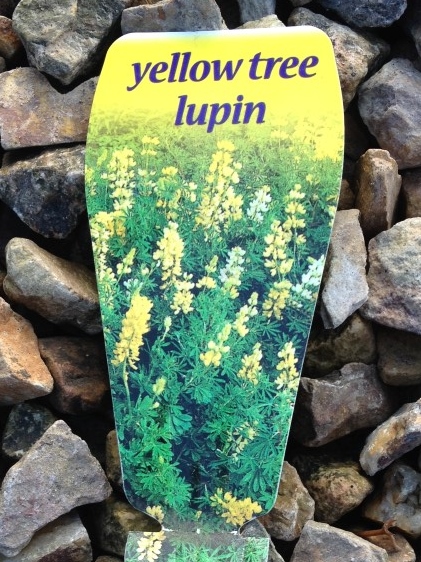 Lupinus arboreus | Wholesale Nursery - Nurseries in Melbourne, Sydney ...