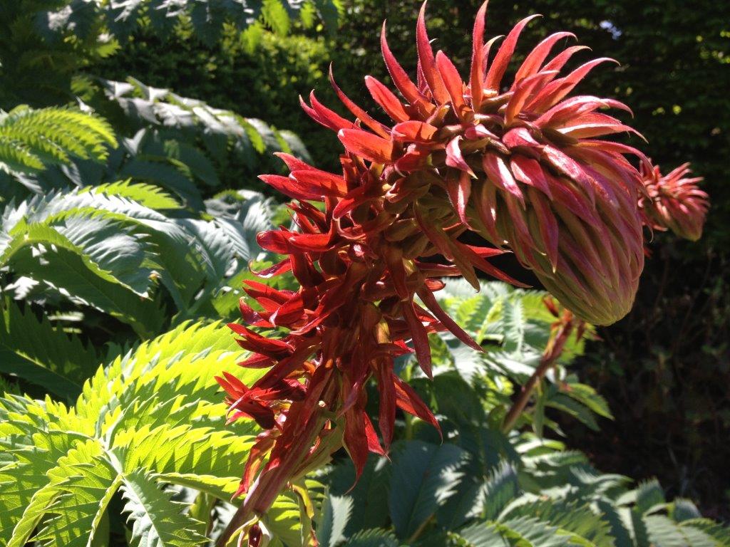 Melianthus major | Wholesale Nursery - Nurseries in Melbourne ...