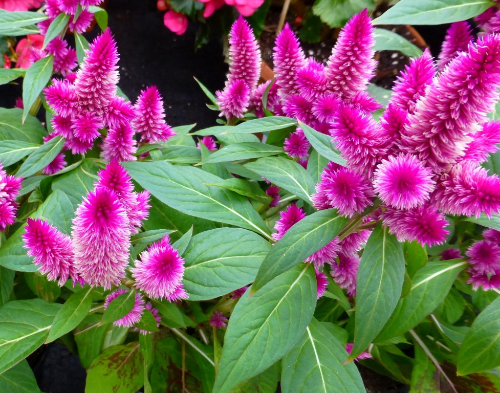 Celosia hybrida Intenz | Wholesale Nursery - Nurseries in Melbourne ...