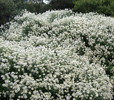Coronidium elatum Sunny Side Up | Wholesale Nursery - Nurseries in ...