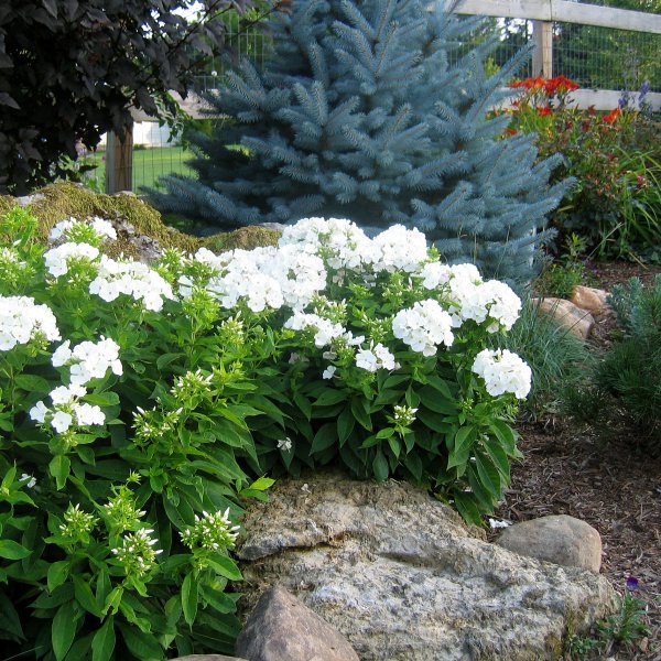 Phlox paniculata Volcano White | Wholesale Nursery - Nurseries in ...