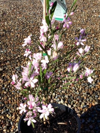 Eriostemon australasius Pink | Wholesale Nursery - Nurseries in ...