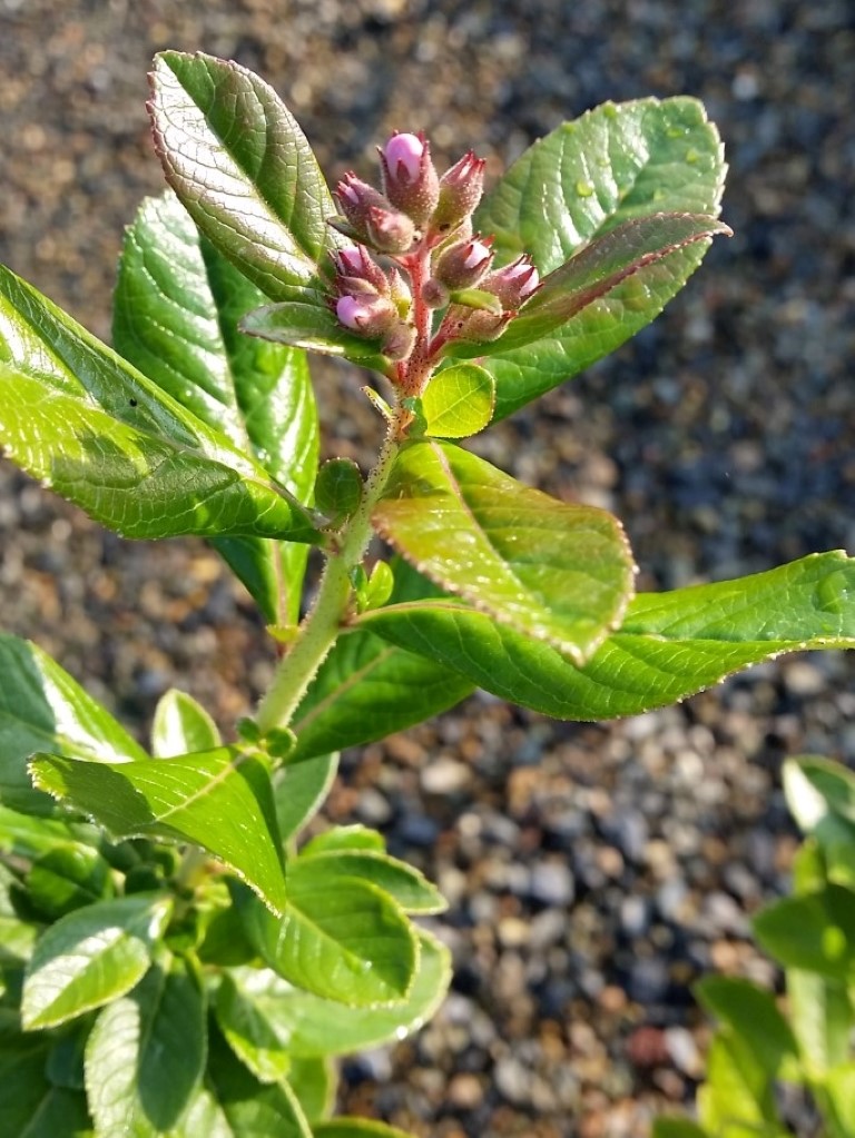 Escallonia rubra Macrantha | Wholesale Nursery - Nurseries in Melbourne ...
