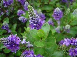 Hebe hybrida Autumn Glory | Wholesale Nursery - Nurseries in Melbourne ...
