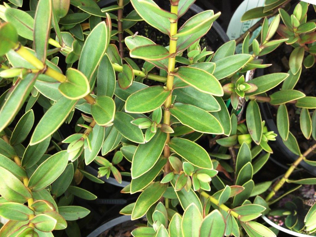 Hebe hybrida First Light | Wholesale Nursery - Nurseries in Melbourne ...