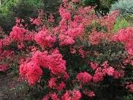 Lagerstroemia indica Dwarf | Wholesale Nursery - Nurseries in Melbourne ...