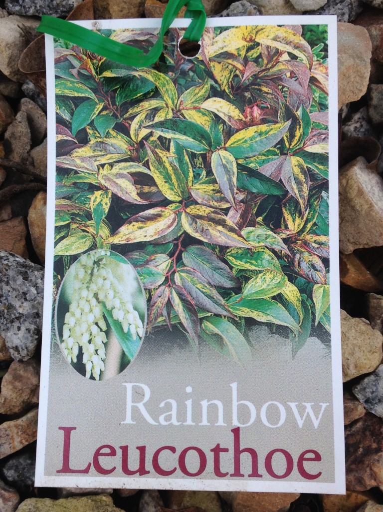 Leucothoe fontanesiana Rainbow | Wholesale Nursery - Nurseries in ...