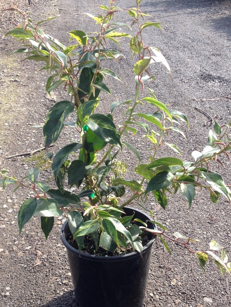 Leucothoe fontanesiana Rainbow | Wholesale Nursery - Nurseries in ...