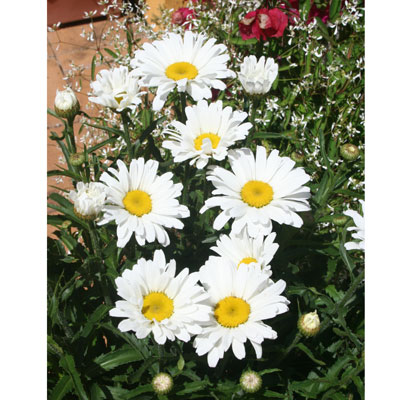 Leucanthemum superbum Daisy May | Wholesale Nursery - Nurseries in ...