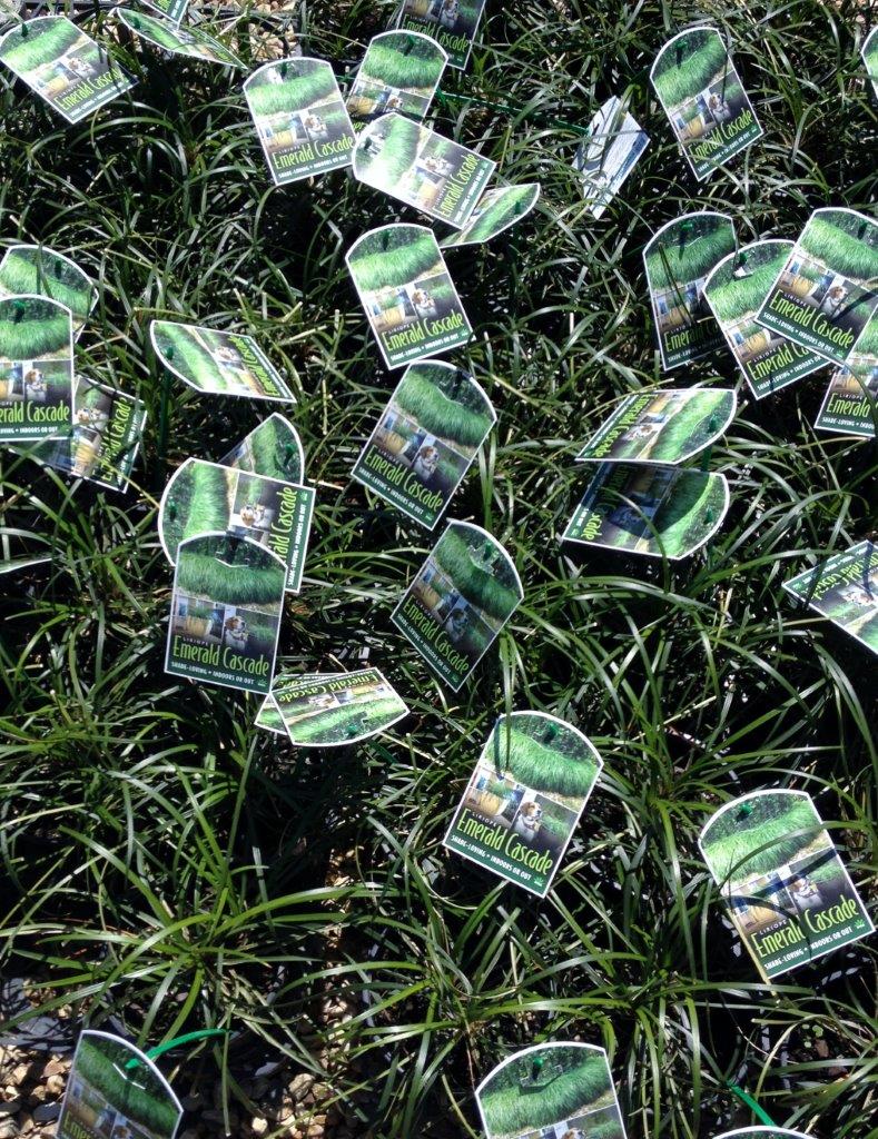 Liriope muscari Emerald Cascade | Wholesale Nursery - Nurseries in ...
