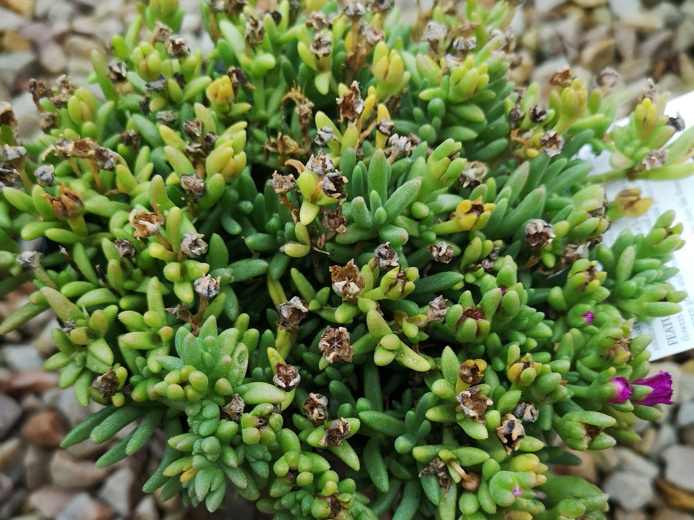 Mesembryanthemum hybrida Rainbow | Wholesale Nursery - Nurseries in ...