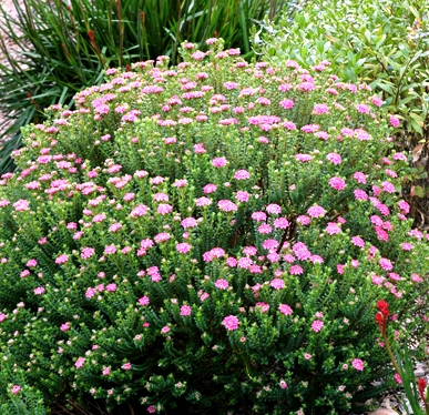 Pimelea ferruginea Pink Solitaire | Wholesale Nursery - Nurseries in ...