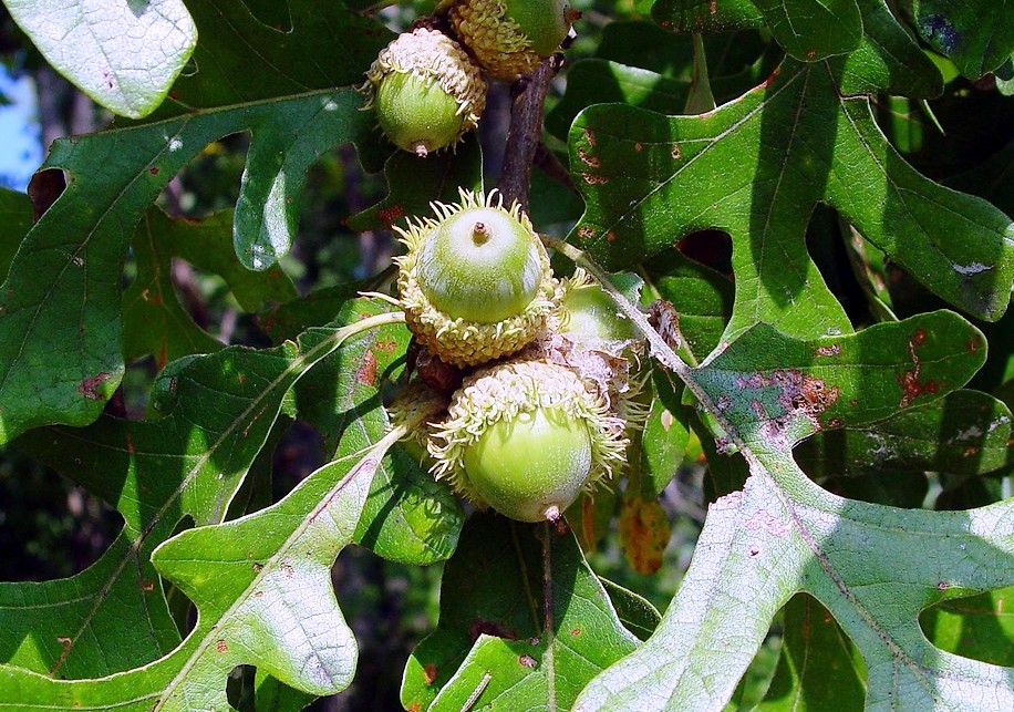 Quercus macrocarpa | Wholesale Nursery - Nurseries in Melbourne ...