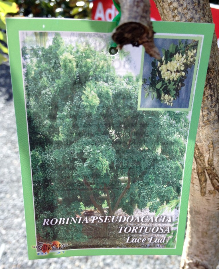Robinia pseudoacacia Lace Lady | Wholesale Nursery - Nurseries in ...