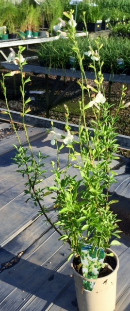 Salvia greggii Alba | Wholesale Nursery - Nurseries in Melbourne ...