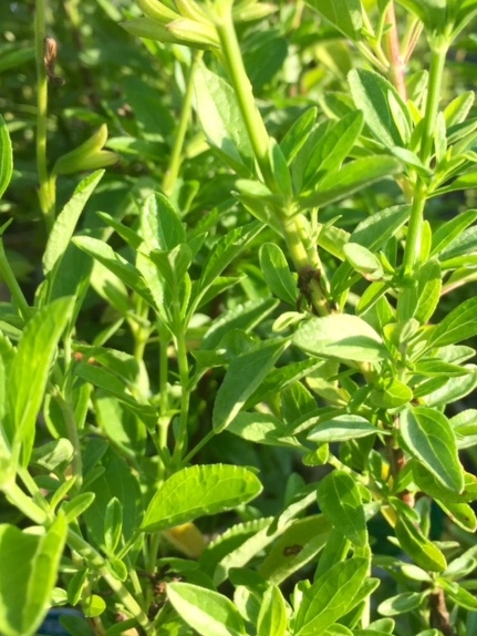 Salvia greggii Alba | Wholesale Nursery - Nurseries in Melbourne ...