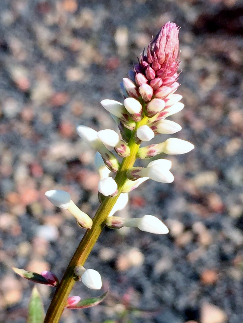 Stackhousia monogyna Glow Stick | Wholesale Nursery - Nurseries in ...