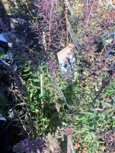 Stackhousia monogyna Glow Stick | Wholesale Nursery - Nurseries in ...