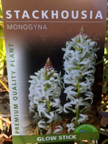 Stackhousia monogyna Glow Stick | Wholesale Nursery - Nurseries in ...