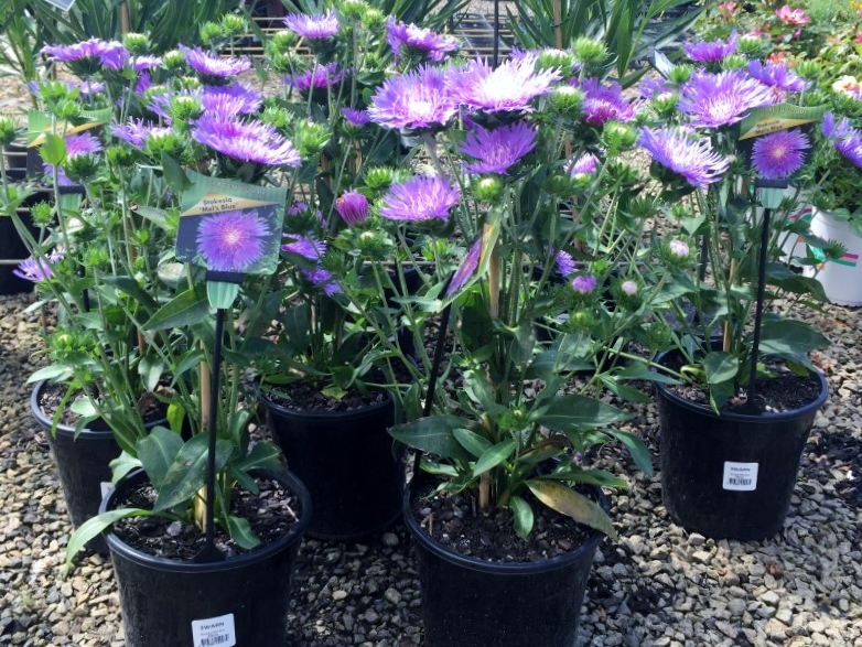 Stokesia laevis Mels Blue | Wholesale Nursery - Nurseries in Melbourne ...