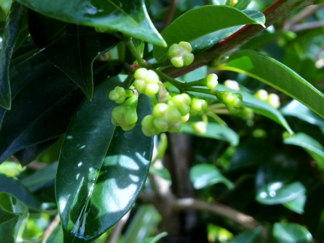 Syzygium australe Screen It | Wholesale Nursery - Nurseries in ...