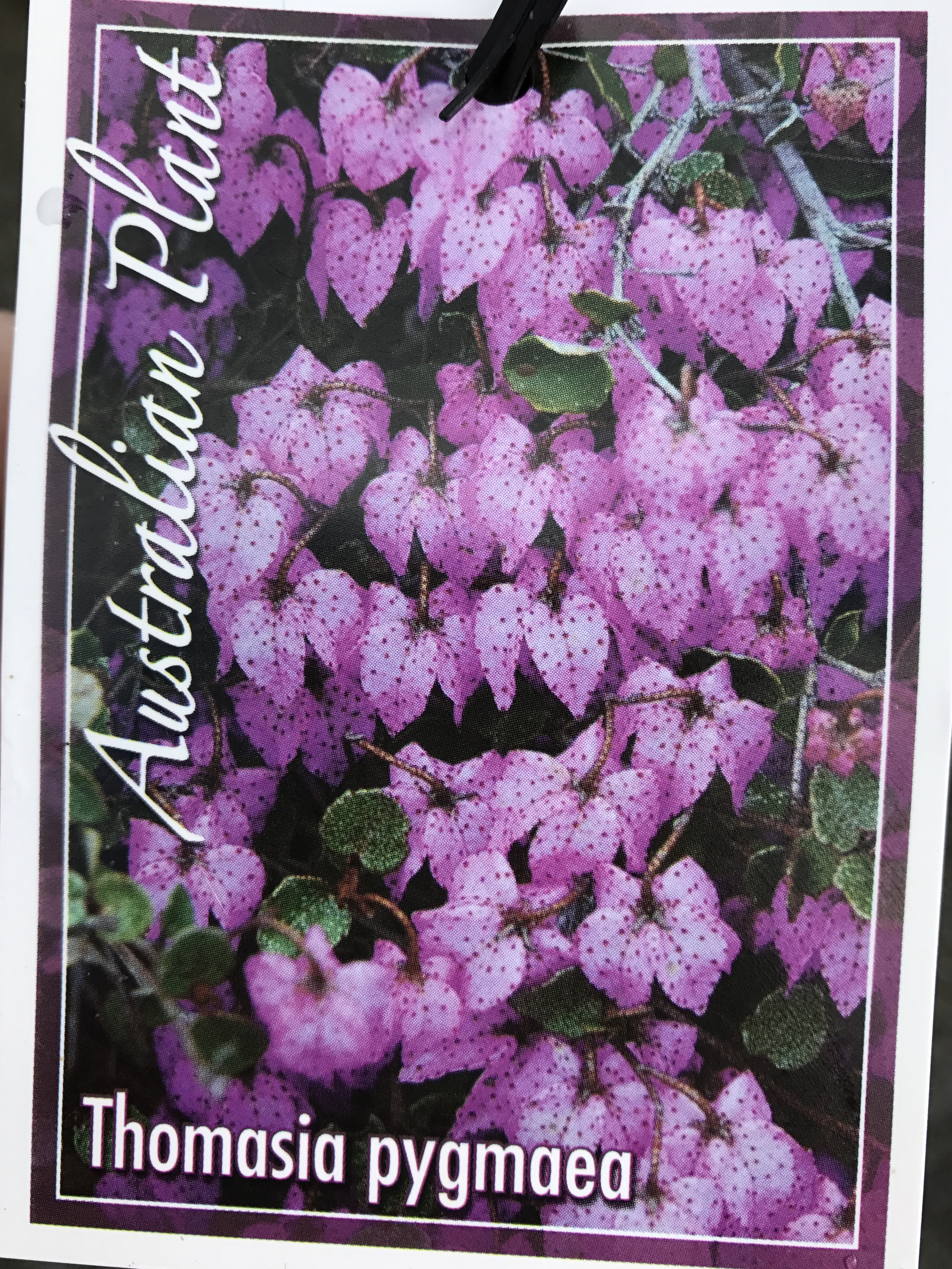 Thomasia pygmaea | Wholesale Nursery - Nurseries in Melbourne ...
