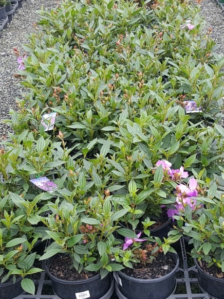 Tibouchina mutabilis Lilac Time | Wholesale Nursery - Nurseries in ...