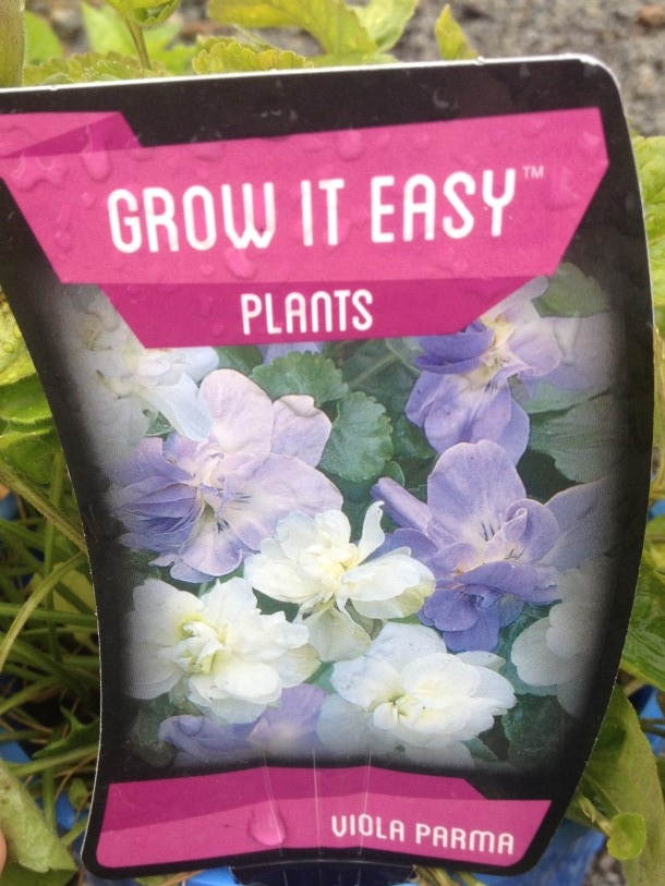 Viola hybrida Parma | Wholesale Nursery - Nurseries in Melbourne ...