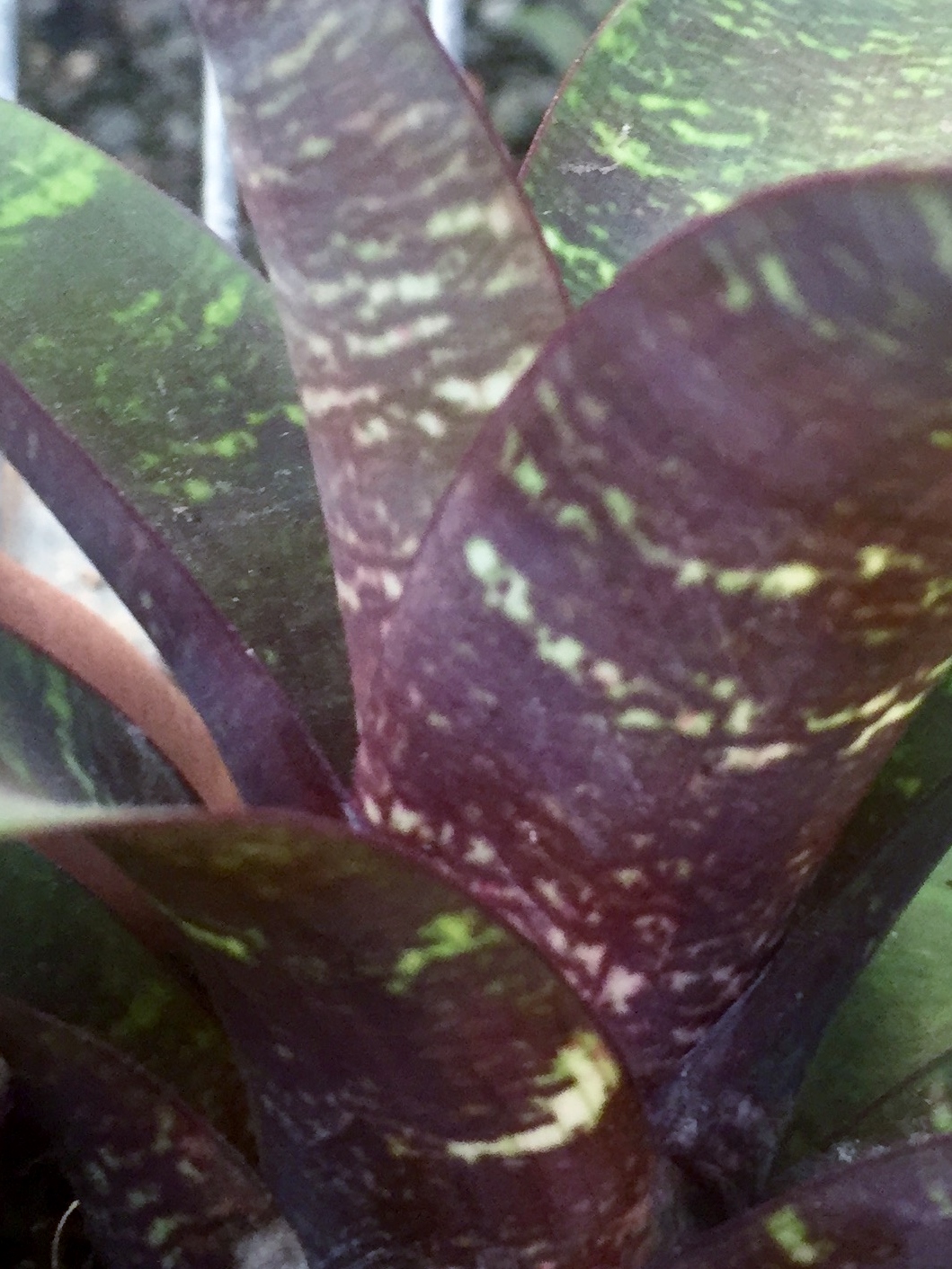 Vriesea hybrida Red Chestnut | Wholesale Nursery - Nurseries in ...