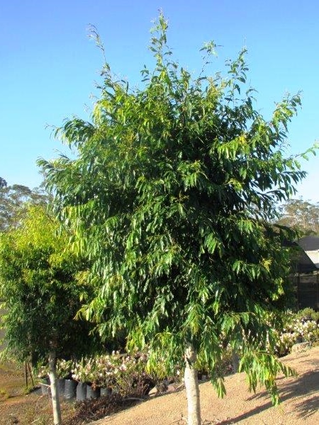Waterhousea floribunda Sweeper PBR | Wholesale Nursery - Nurseries in ...
