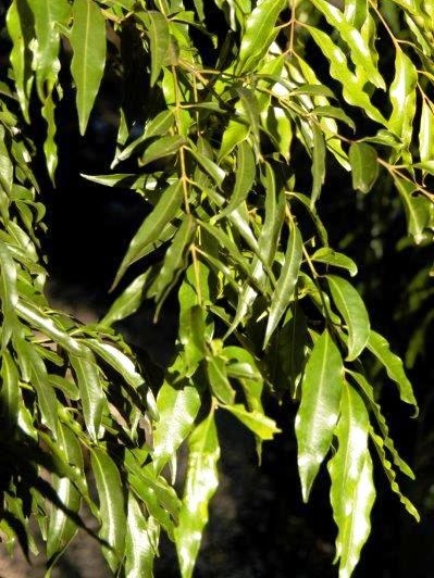 Waterhousea floribunda Sweeper PBR | Wholesale Nursery - Nurseries in ...