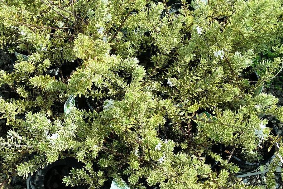 Westringia fruticosa Variegata | Wholesale Nursery - Nurseries in ...
