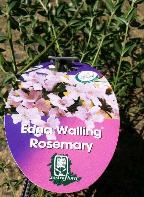Westringia glabra linifolia Edna Walling Rosemary | Wholesale Nursery ...